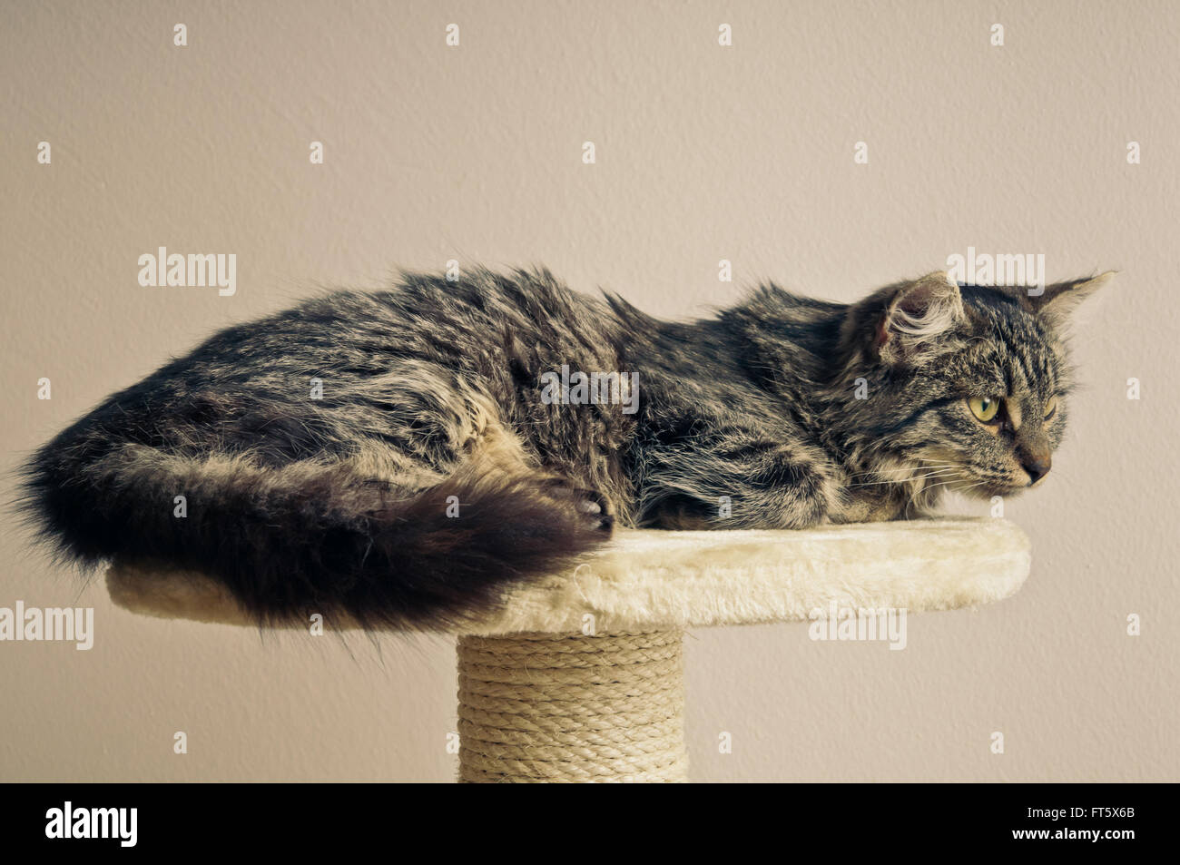 domestic European crossbreed cat Stock Photo - Alamy