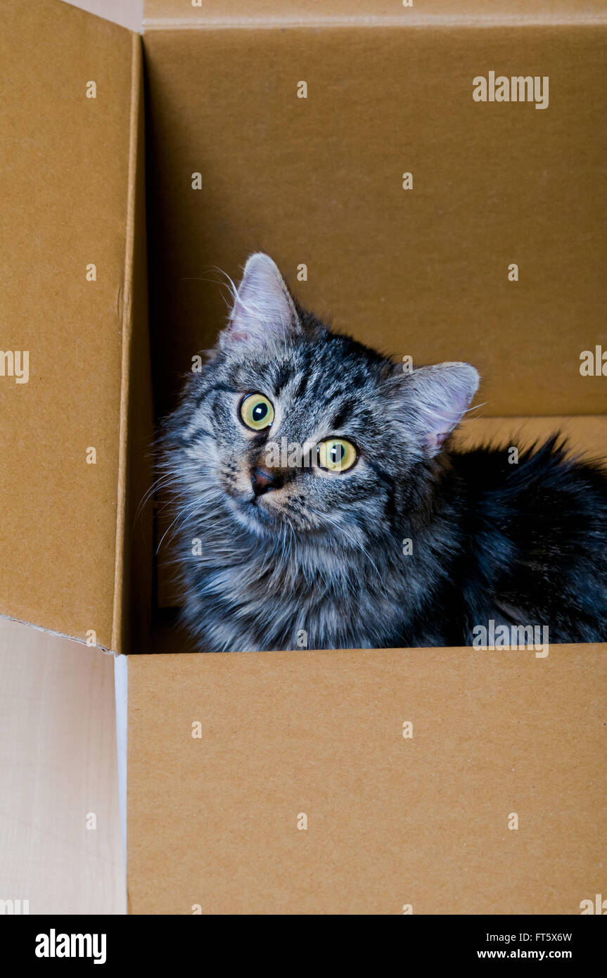 cat in a box Stock Photo - Alamy