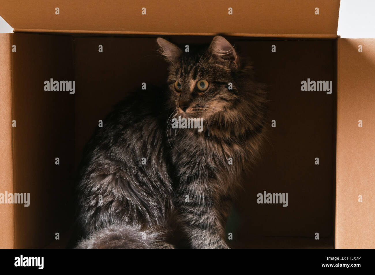 cat in a box Stock Photo - Alamy