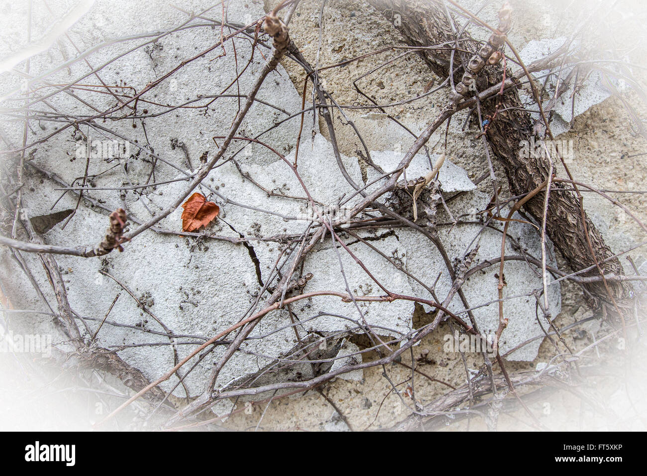 Dried shrub root hi-res stock photography and images - Alamy