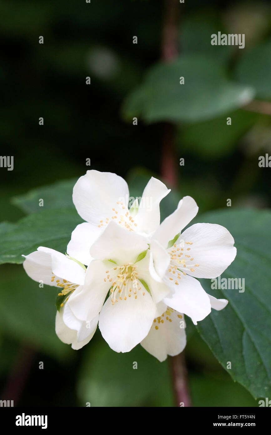 Philadelphus flowers in Summer. Mock Orange flowers Stock Photo - Alamy