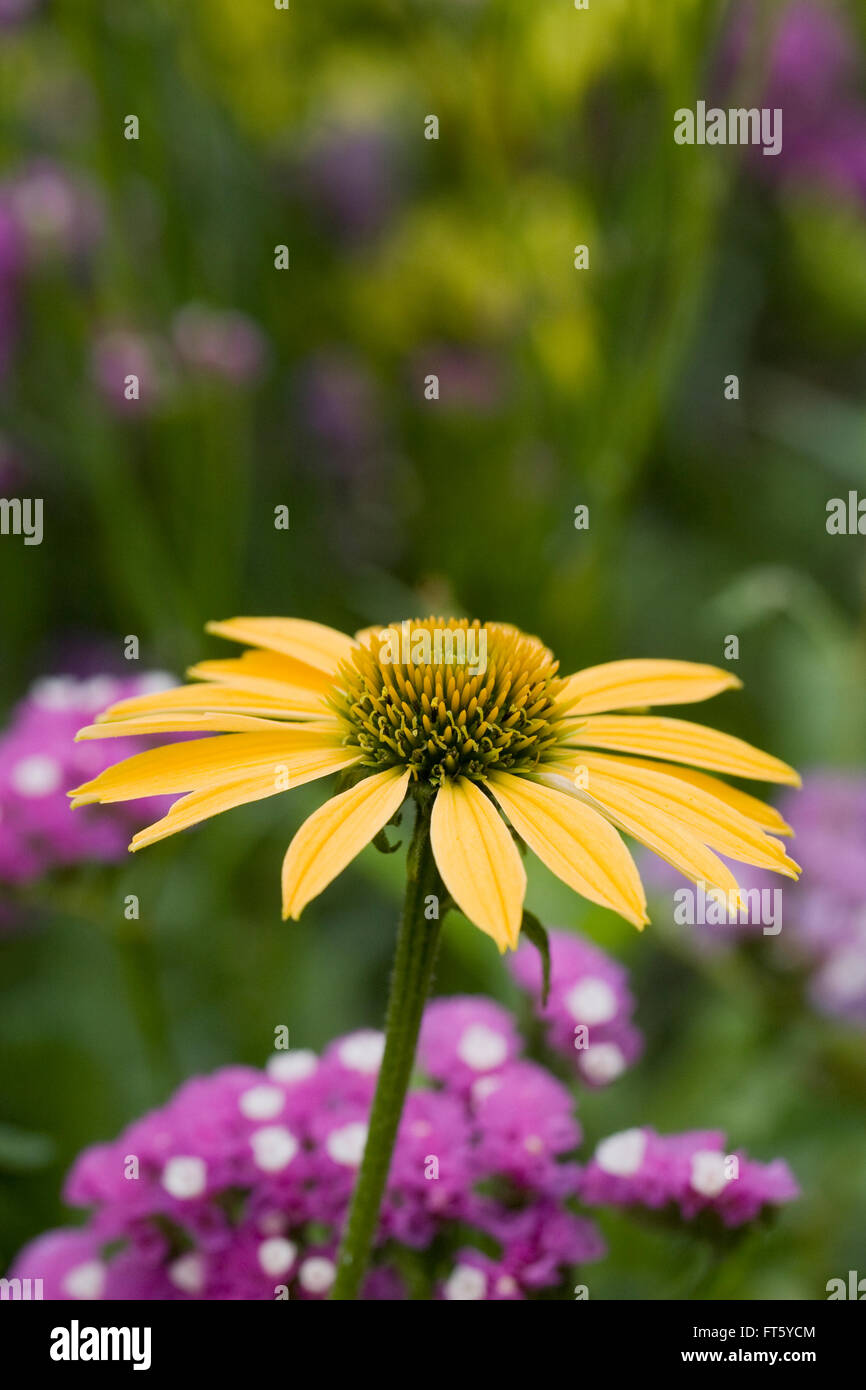 Echinacea purpurea flower. Coneflower in an herbaceous border Stock ...