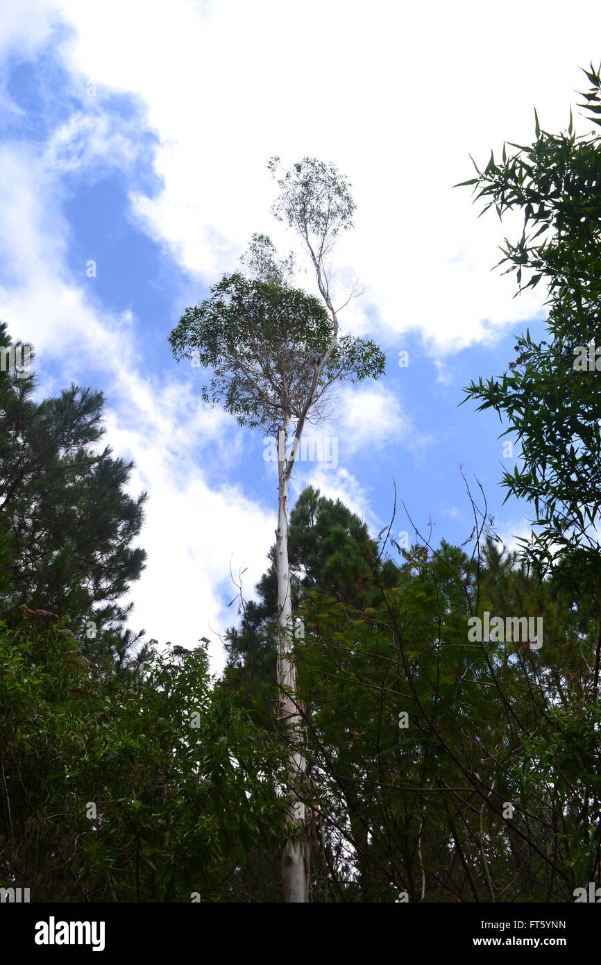 Unique tree hi-res stock photography and images - Alamy