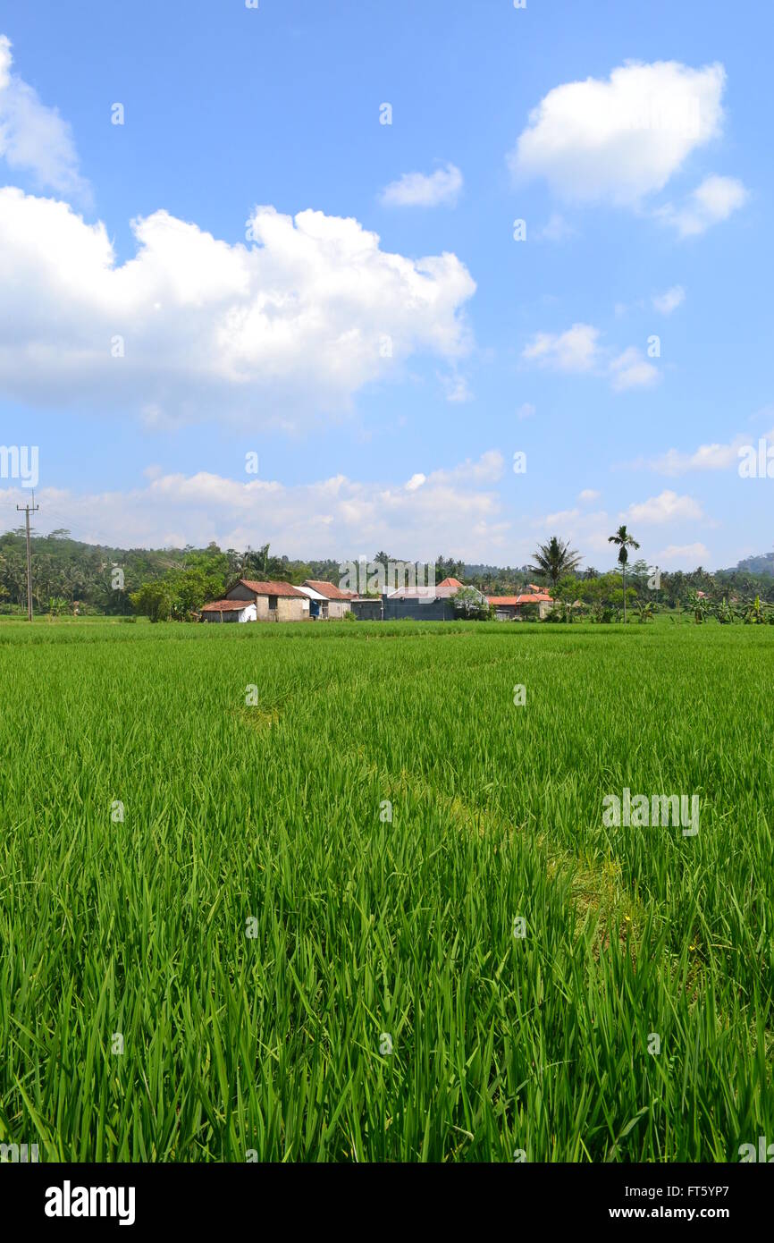 Rice field in Ciwidey Stock Photo - Alamy