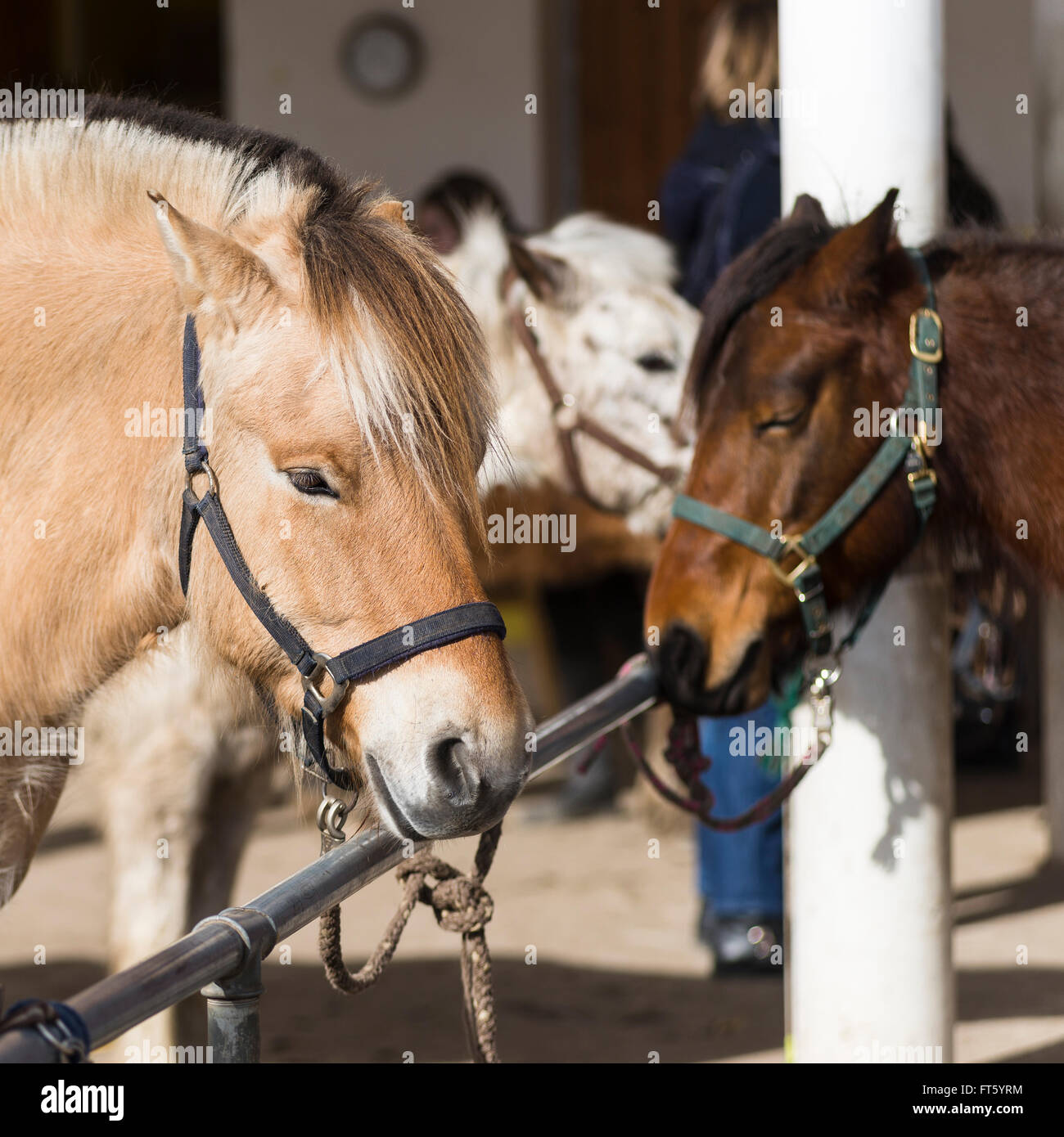 Relaxed horse hi-res stock photography and images - Alamy