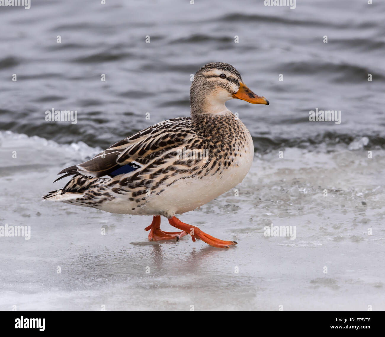 Leucistic hen with mallard drake hi-res stock photography and images ...