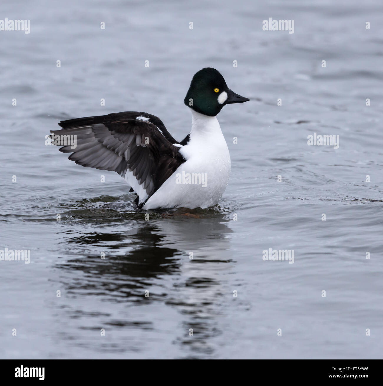 Male Common Goldeneye in Winter Stock Photo - Alamy