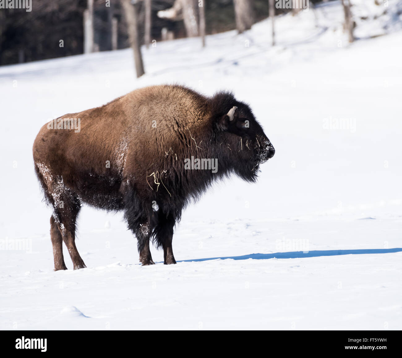 American bison in winter hi-res stock photography and images - Alamy