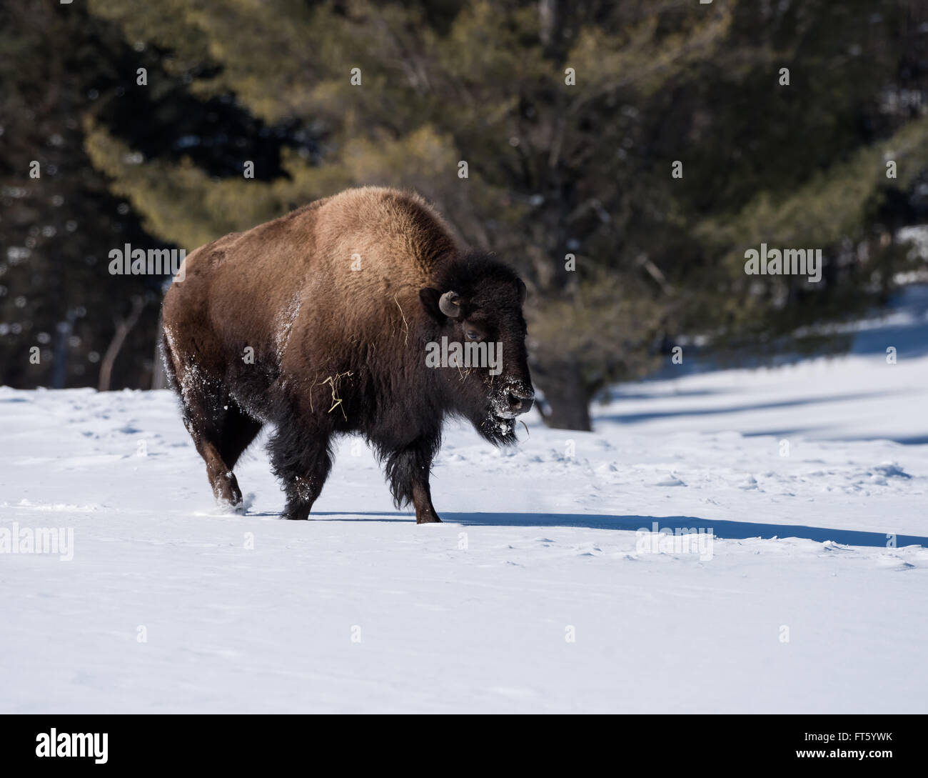 American bison in winter hi-res stock photography and images - Alamy