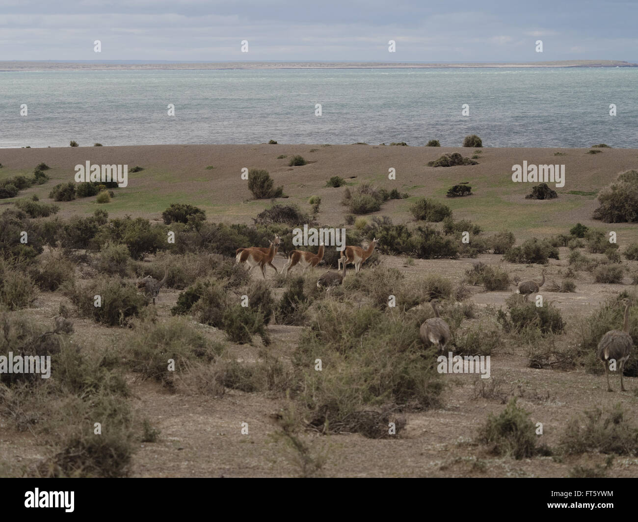 Patagonian Lama, Guanaco (Lama guanicoe) with flightless birds the Rhea ...