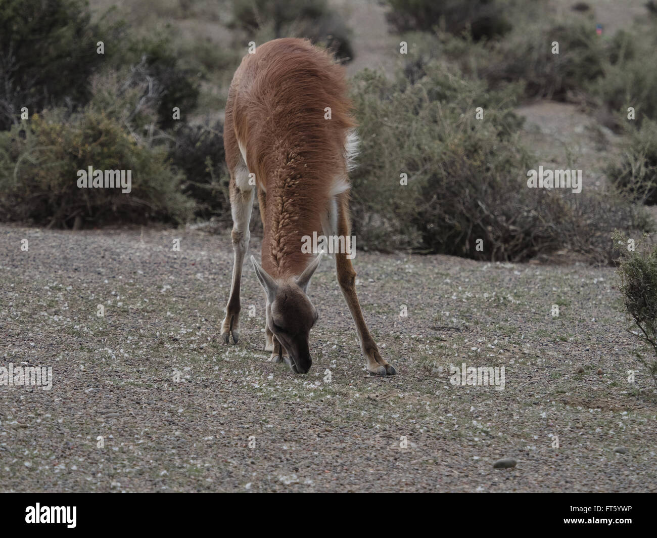 A wild and windswept Patagonian Lama, guanaco (Lama guanicoe). Seen at ...