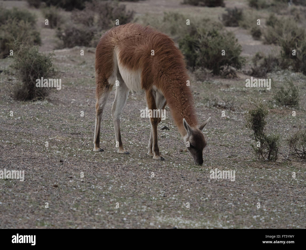 A wild and windswept patagonian lama hi-res stock photography and ...