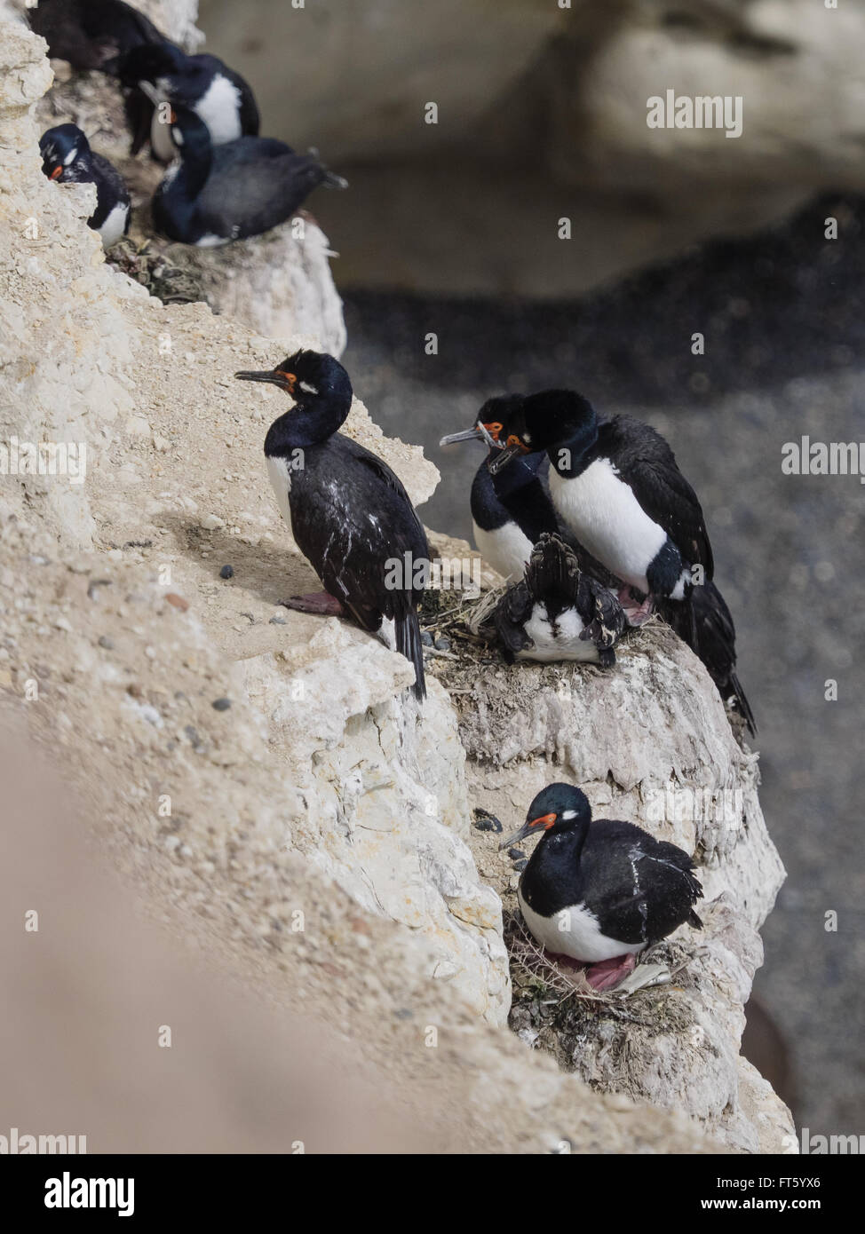 Rock Shag (Phalacrocorax magellanicus) or Magellanic Cormorant colony ...