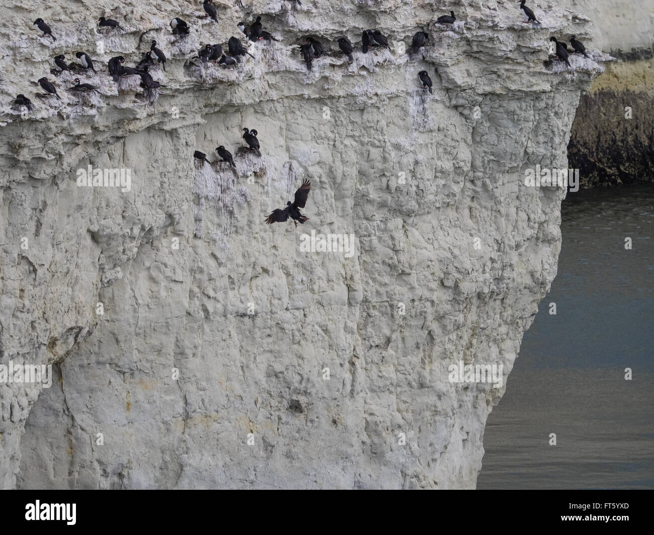 Rock Shag (Phalacrocorax magellanicus) or Magellanic Cormorant colony ...