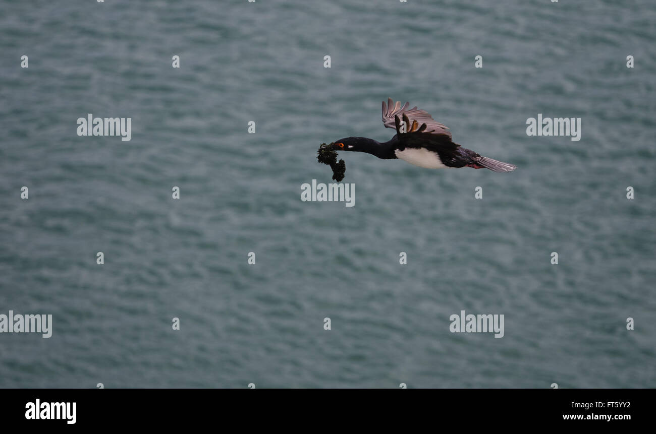 Rock Shag (Phalacrocorax magellanicus) or Magellanic Cormorant Stock ...