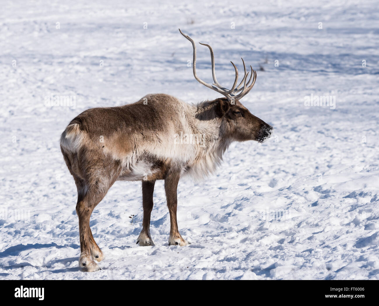 Caribou In Winter