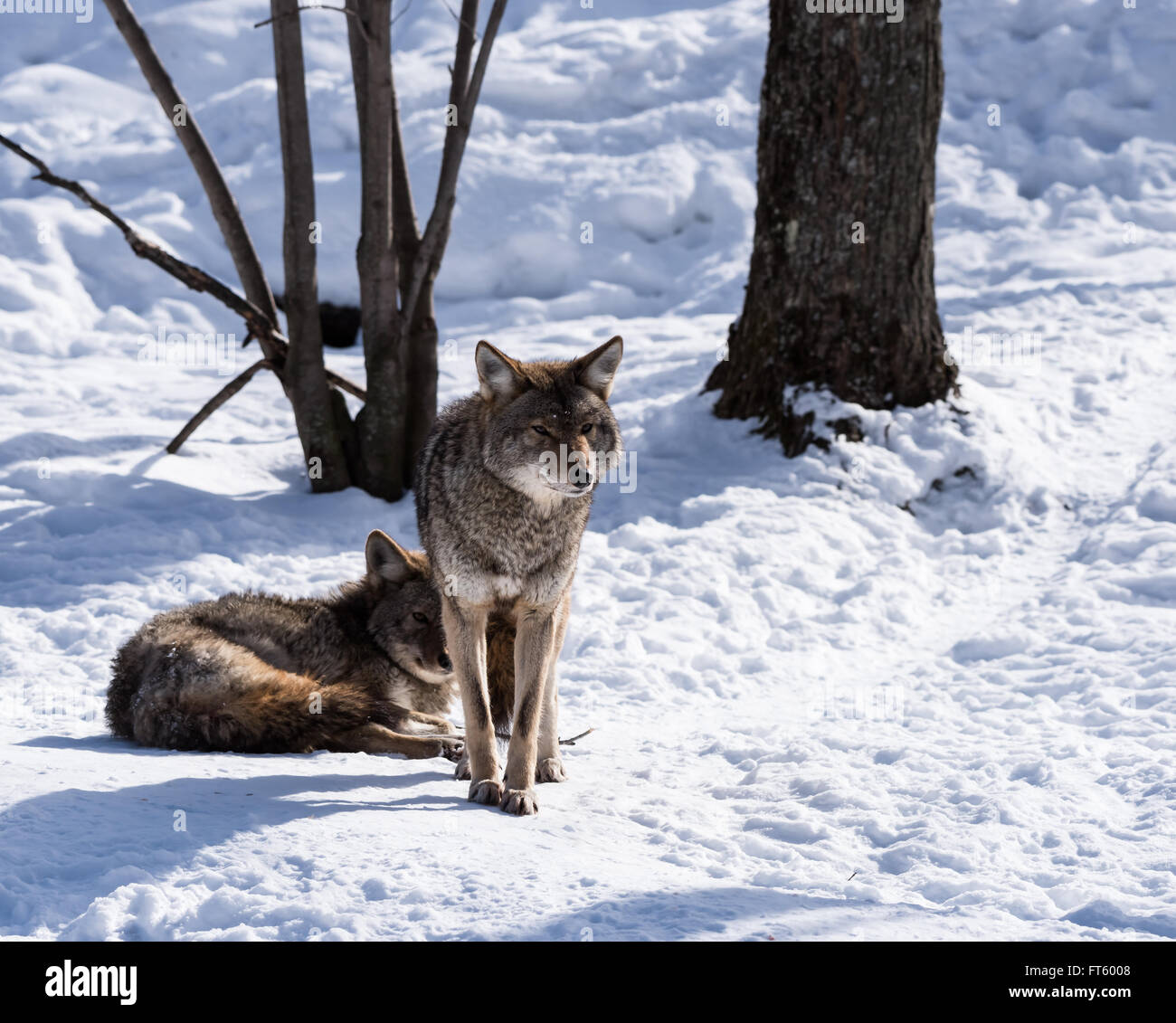 Coyote pack in snow hi-res stock photography and images - Alamy