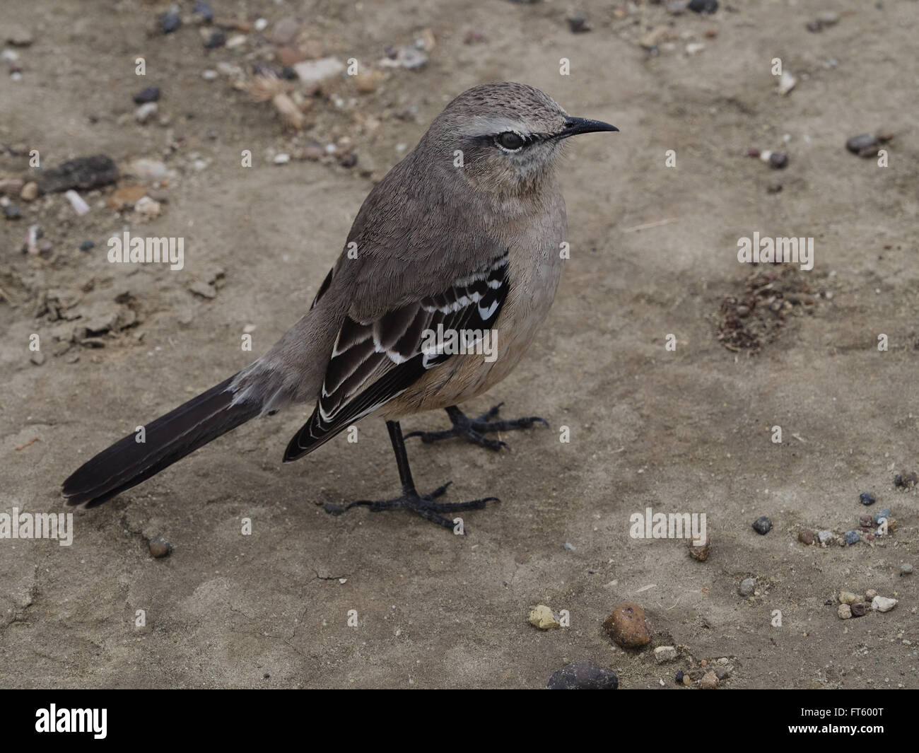 Patagonian Mocking Bird (Mimus patagonicus Stock Photo - Alamy