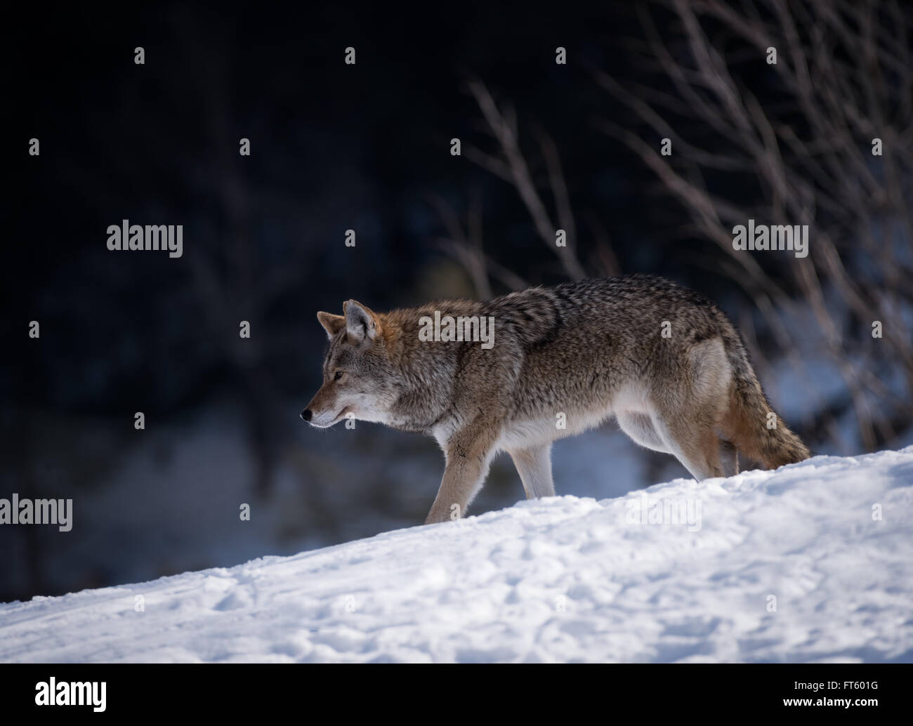 Grey or Gray Wolf in Winter Stock Photo - Alamy