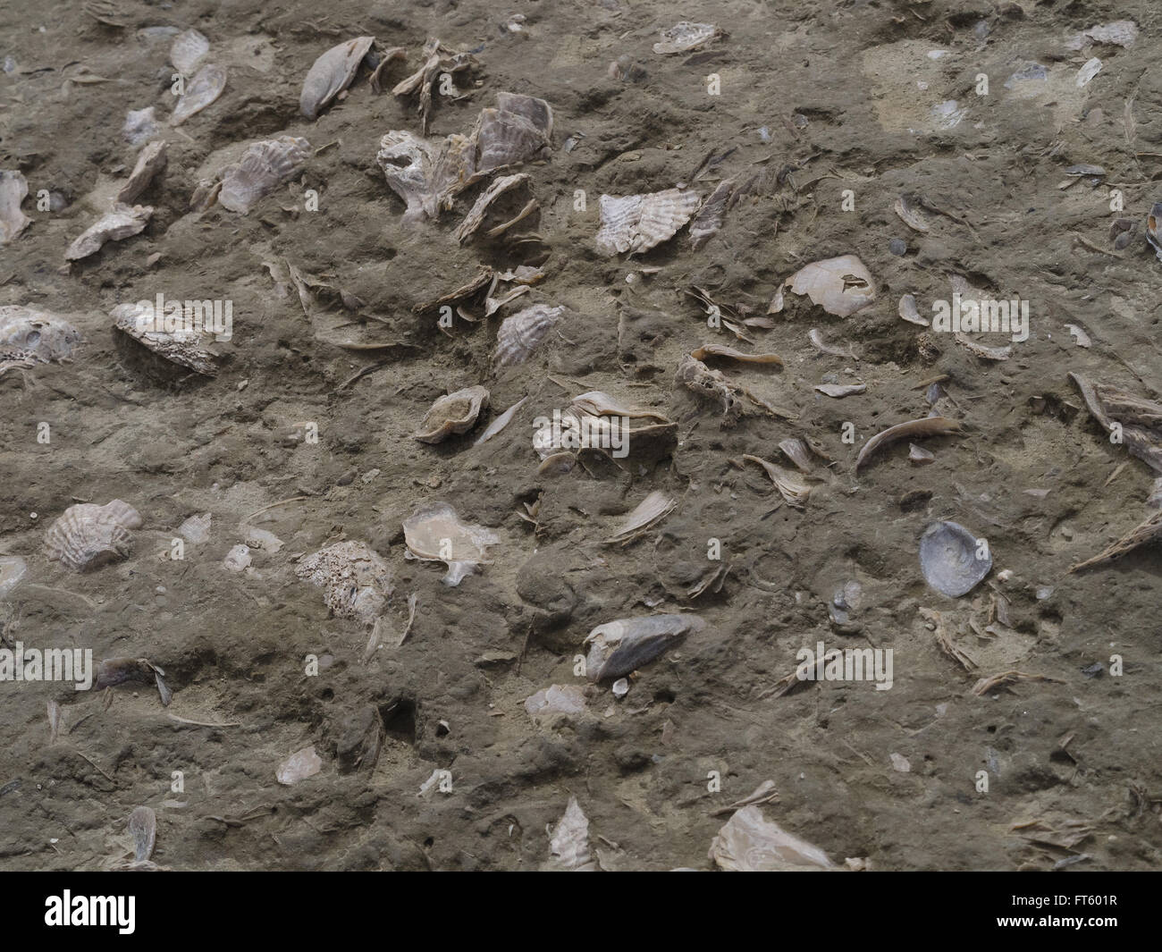 Fossilised sea-shells seen in Patagonia, Argentina Stock Photo - Alamy