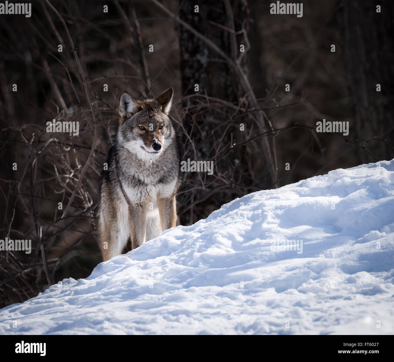 Grey or Gray Wolf in Winter Stock Photo - Alamy