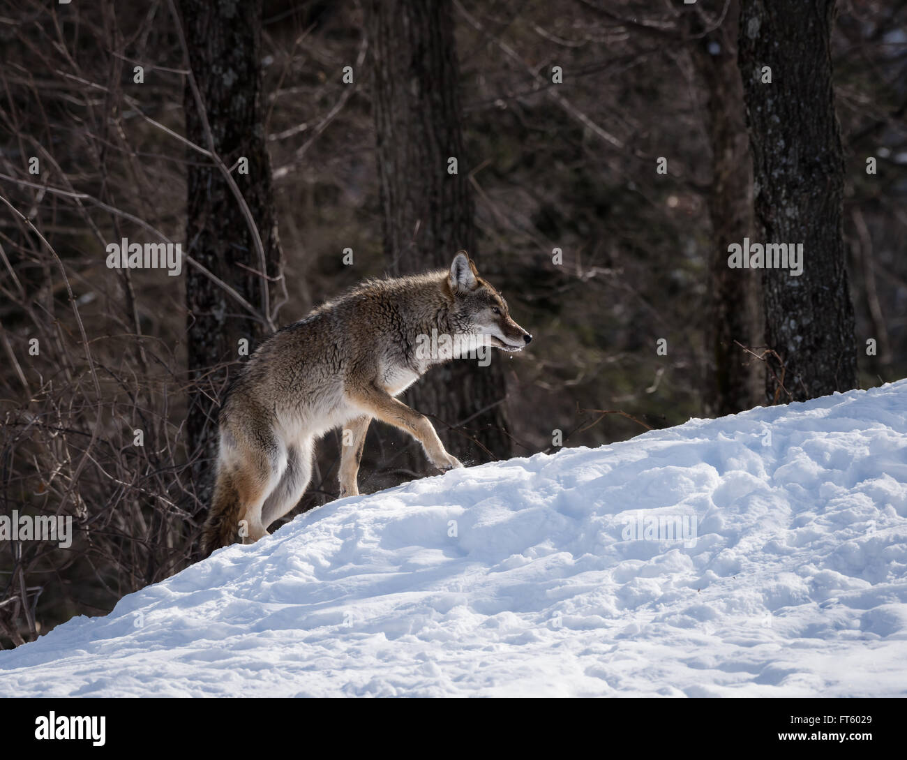 Grey or Gray Wolf in Winter Stock Photo - Alamy