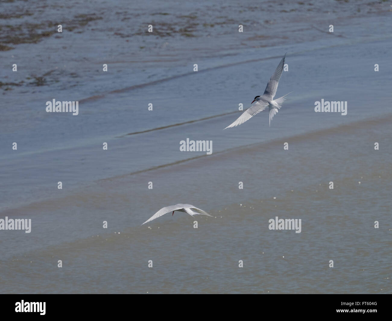 A pair of antarctic terns (Sterna vittata) in flight, seen in Patagonia ...