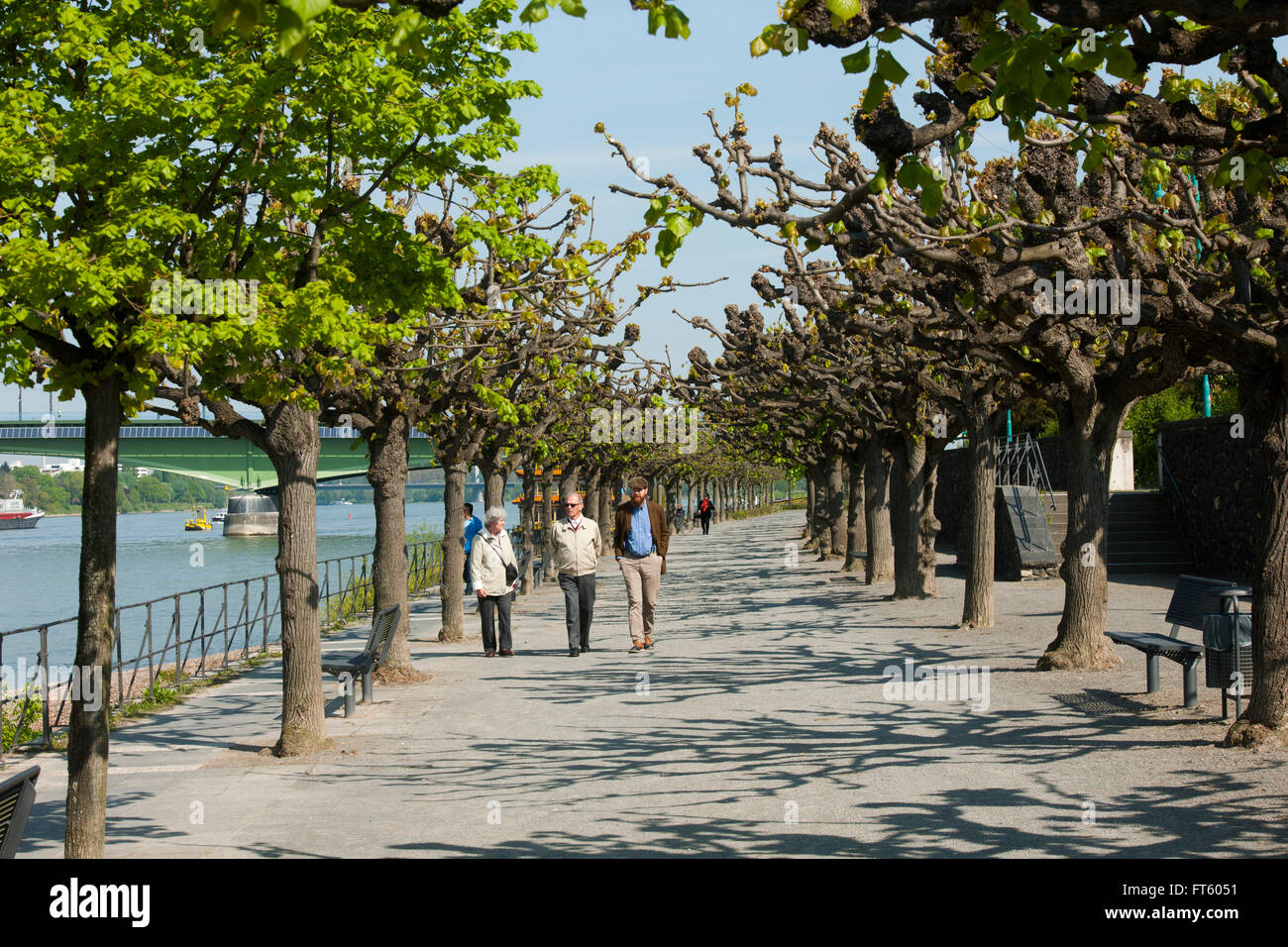 Bonn rhein promenade hi-res stock photography and images - Alamy