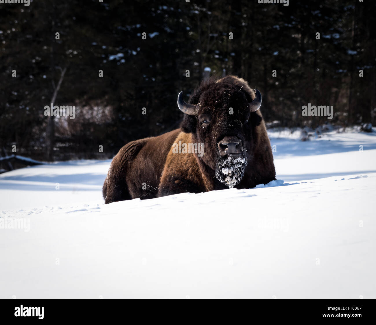 American Bison in Winter Stock Photo - Alamy