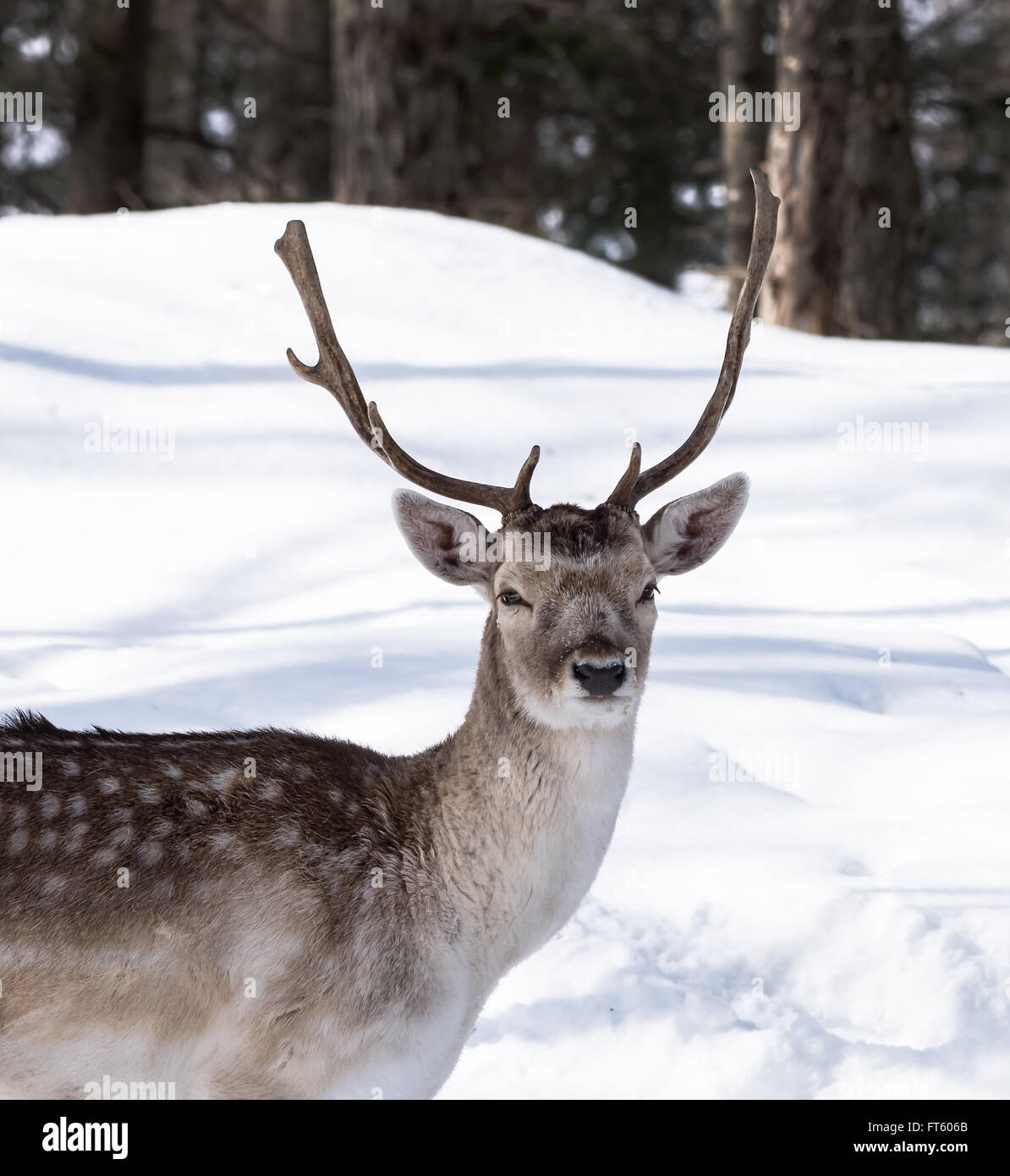 Fallow Deer Portrait in Winter Stock Photo - Alamy