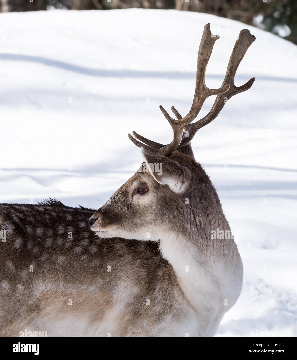 Fallow Deer Portrait in Winter Stock Photo - Alamy