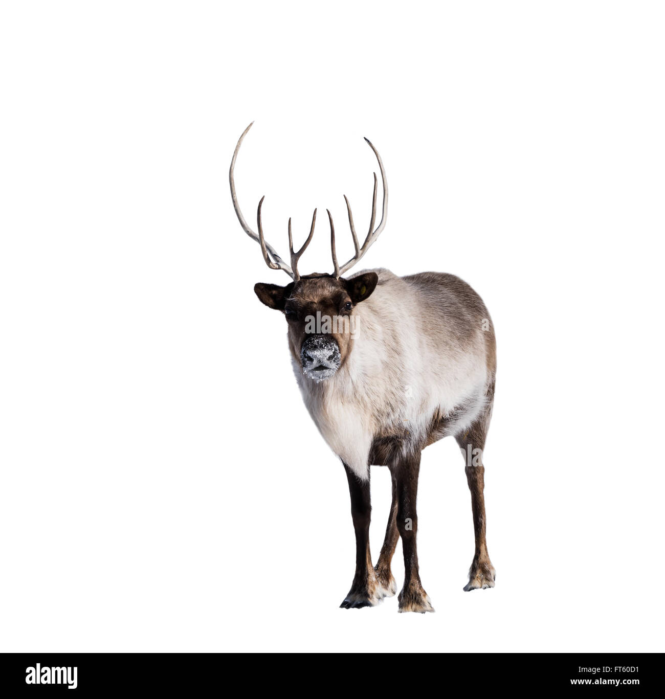 Arctic Reindeer Clipart Transparent