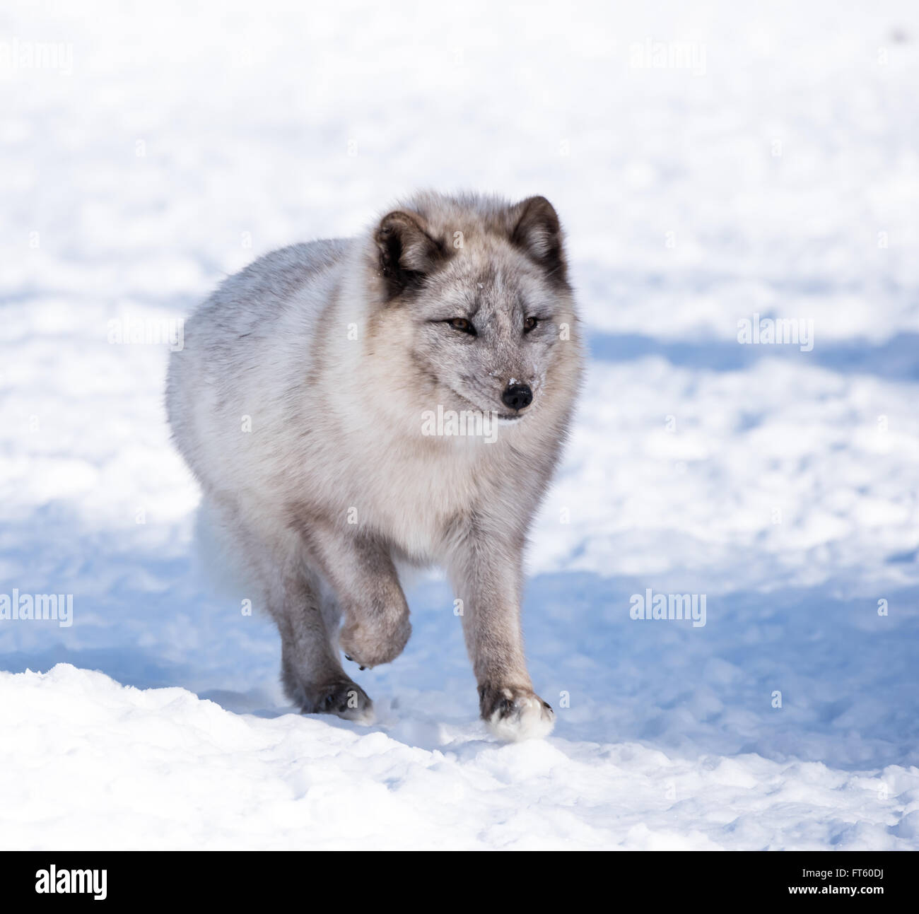 Arctic fox running in hi-res stock photography and images - Alamy