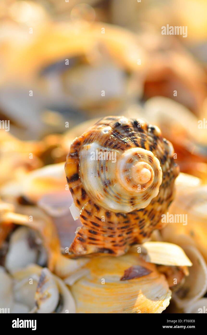 Perfect seashells hi-res stock photography and images - Alamy