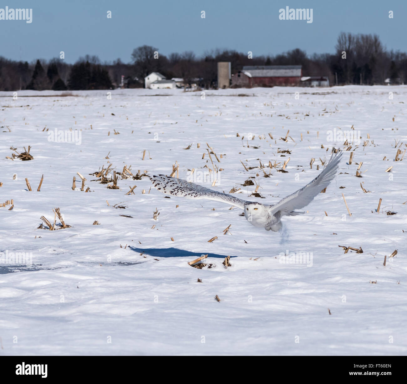 Snowy Owl Taking Off Stock Photo - Alamy