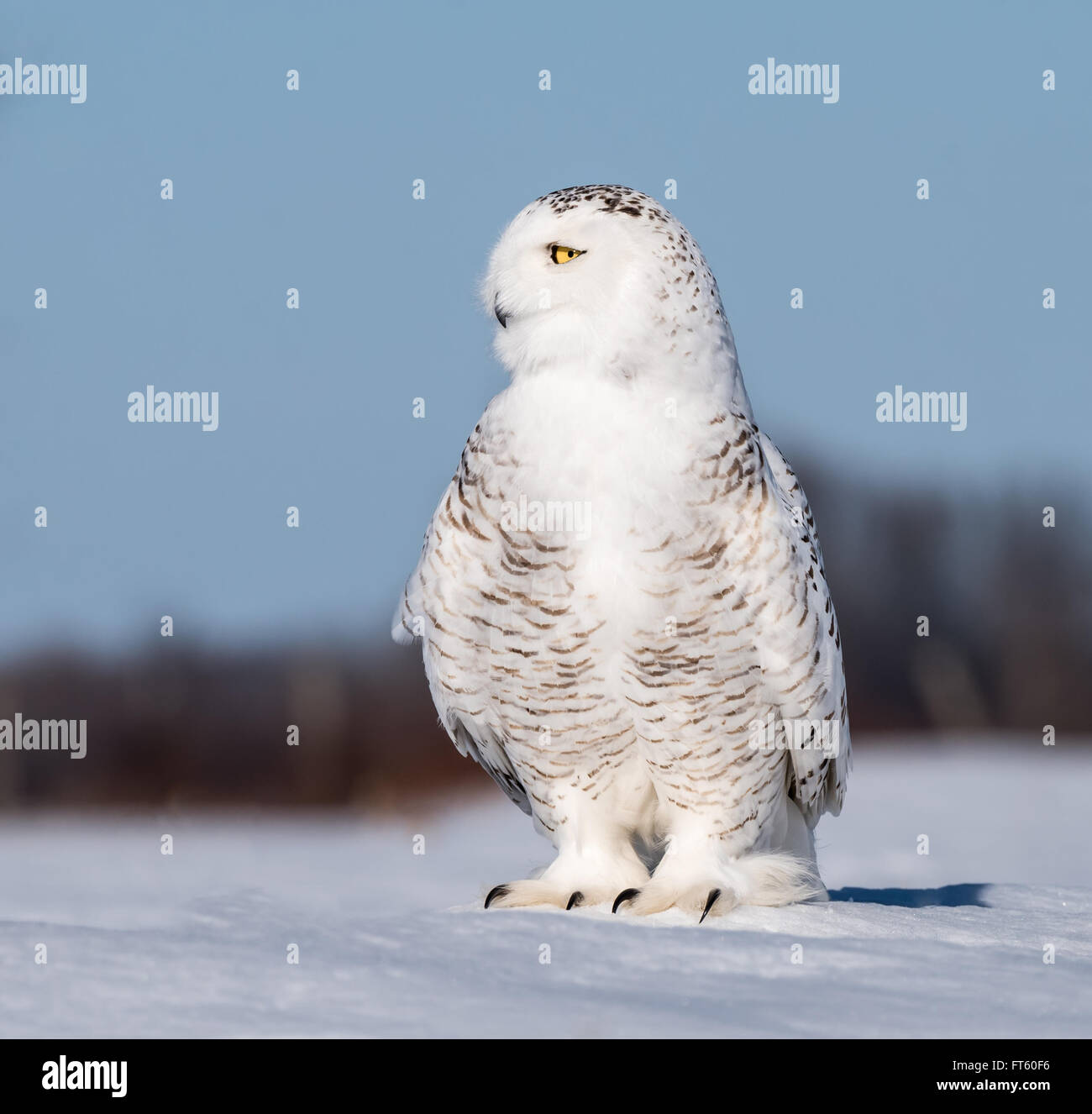 Snowy Owl Perched on Snow Stock Photo - Alamy
