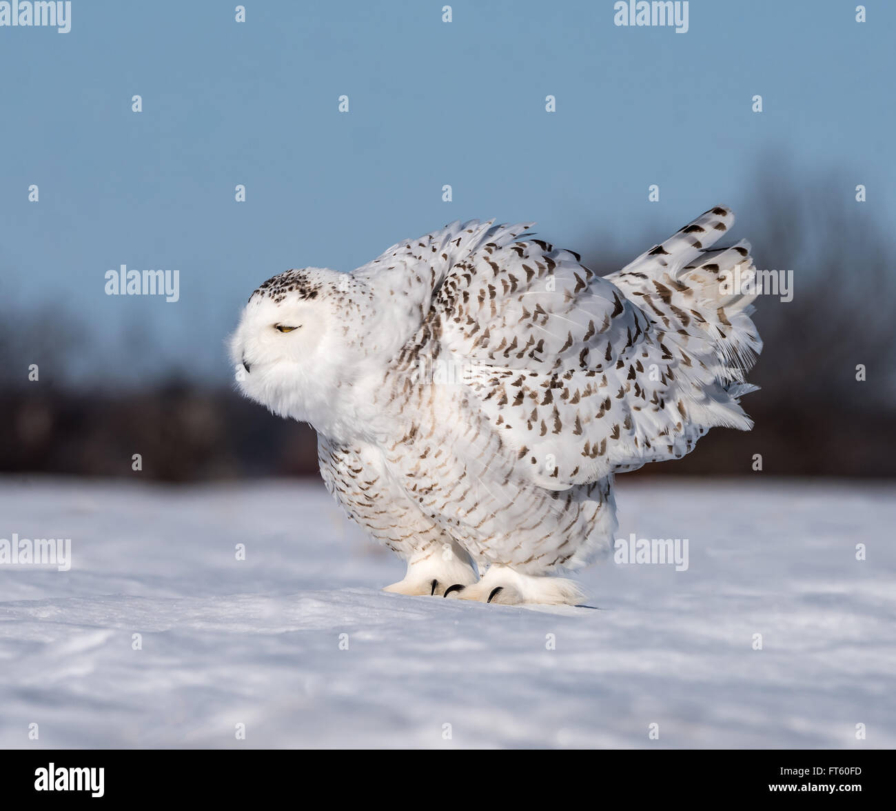 Snowy Owl Perched on Snow Stock Photo - Alamy