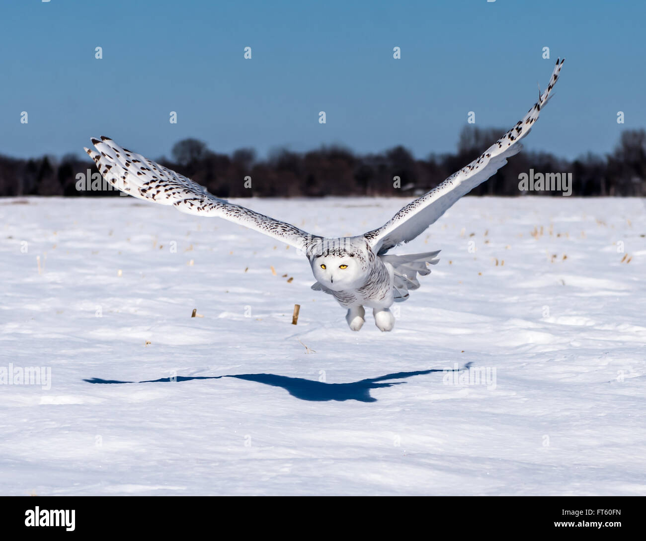 Snowy Owl Flying Low Stock Photo - Alamy