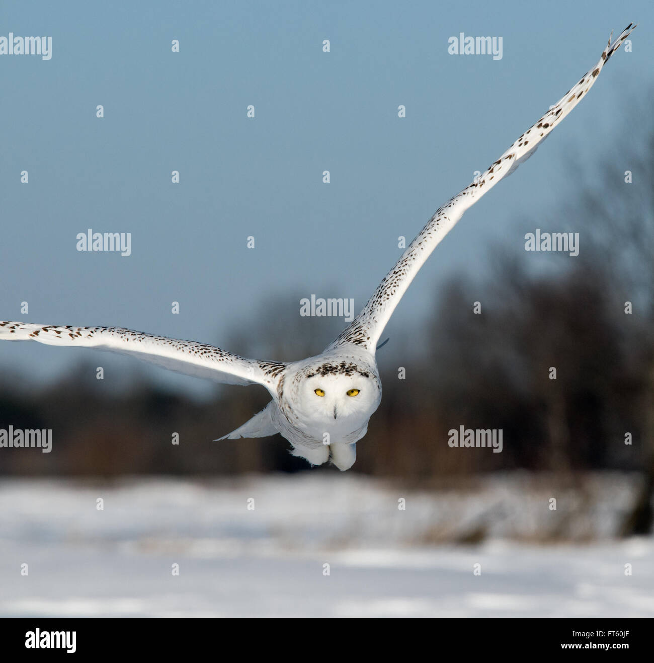 Snowy Owl in Flight Stock Photo - Alamy
