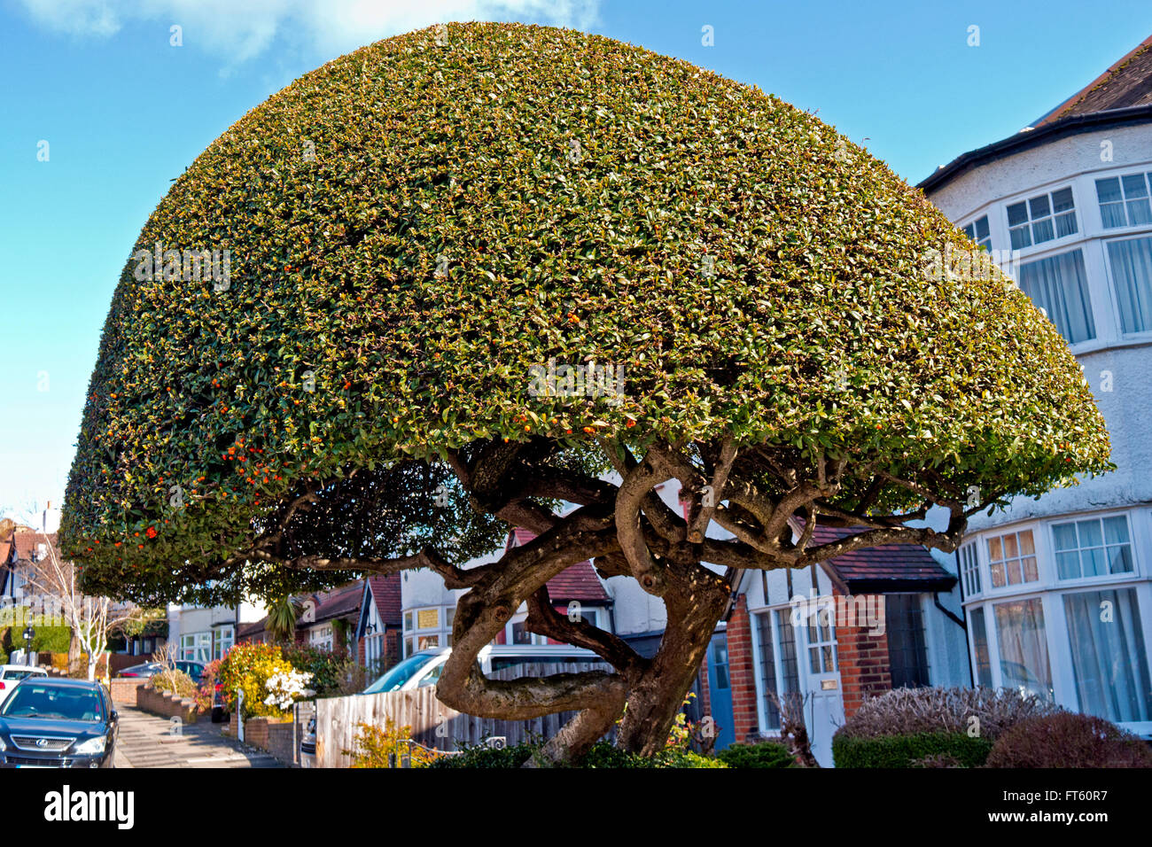 Dome shaped tree hi-res stock photography and images - Alamy