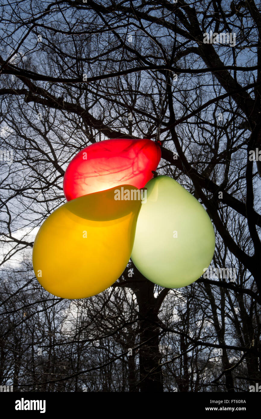 Balloons hang from the branches of a tree in the woods in portrait ...