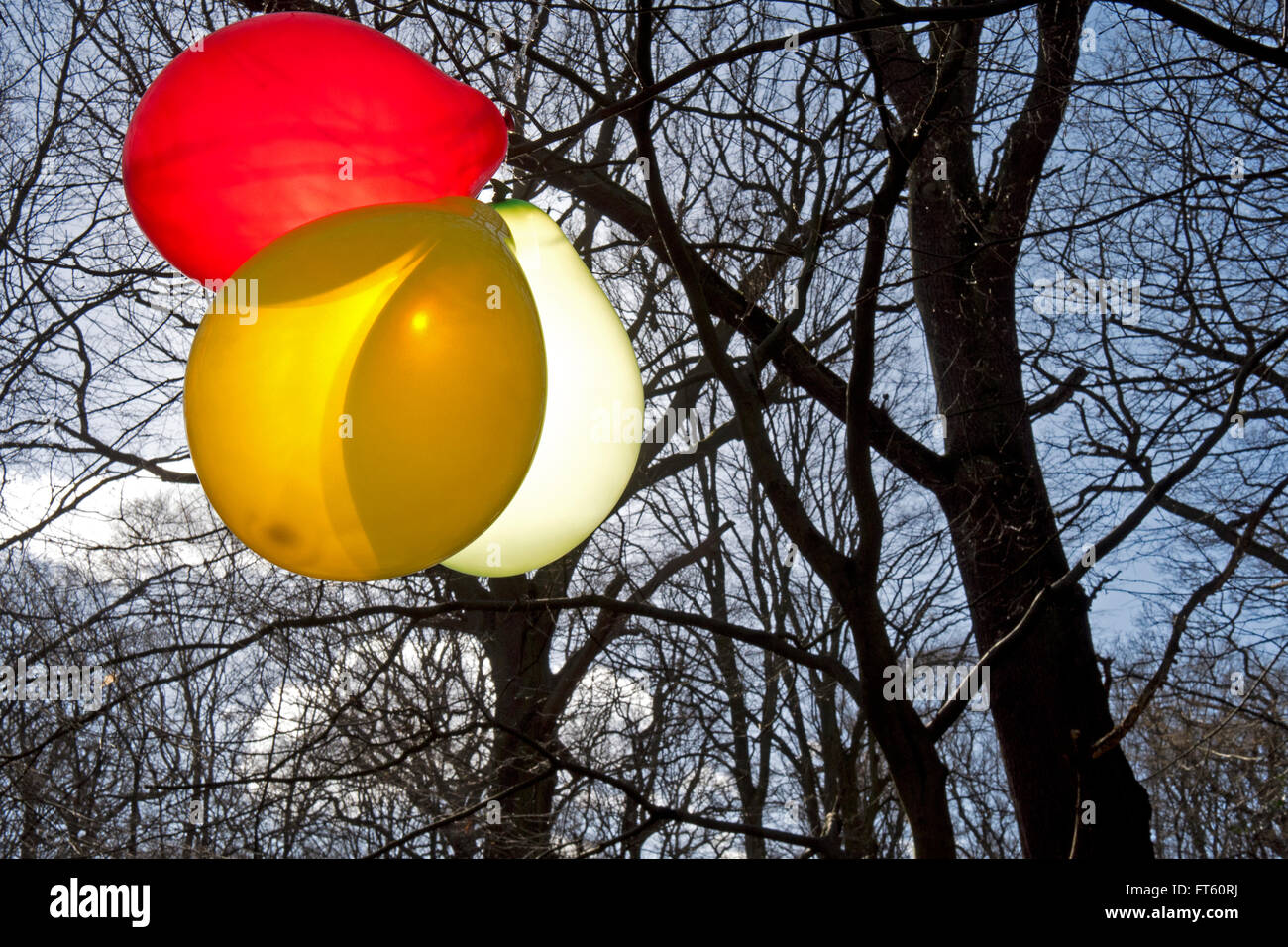 Balloons hang from the branches of a tree in the woods in landscape ...