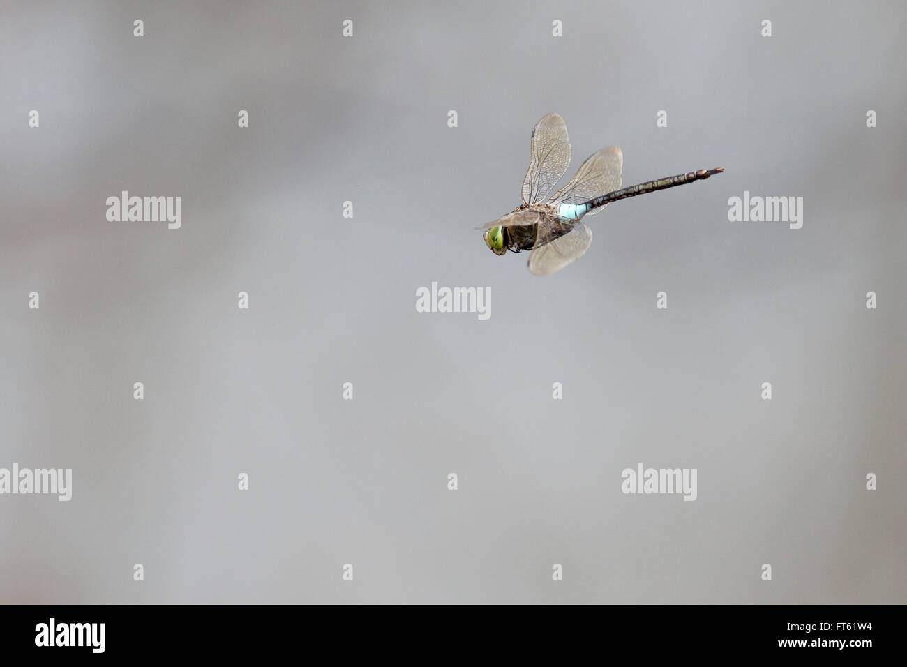 Lesser Emperor dragonfly (Anax parthenope) in flight, Fuerteventura ...