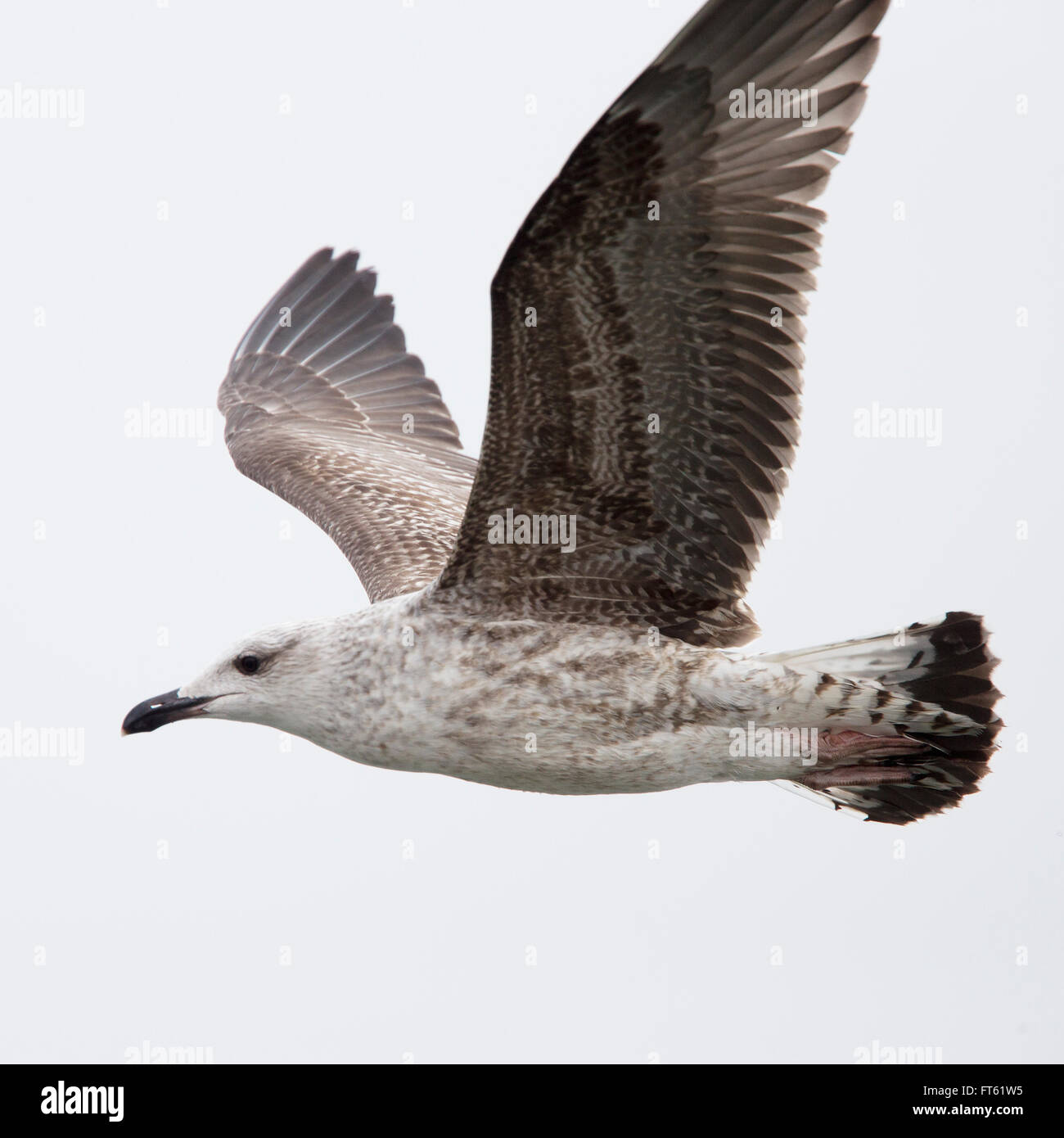 Yellow-legged Gull, (Larus michahellis) first-winter, in flight ...