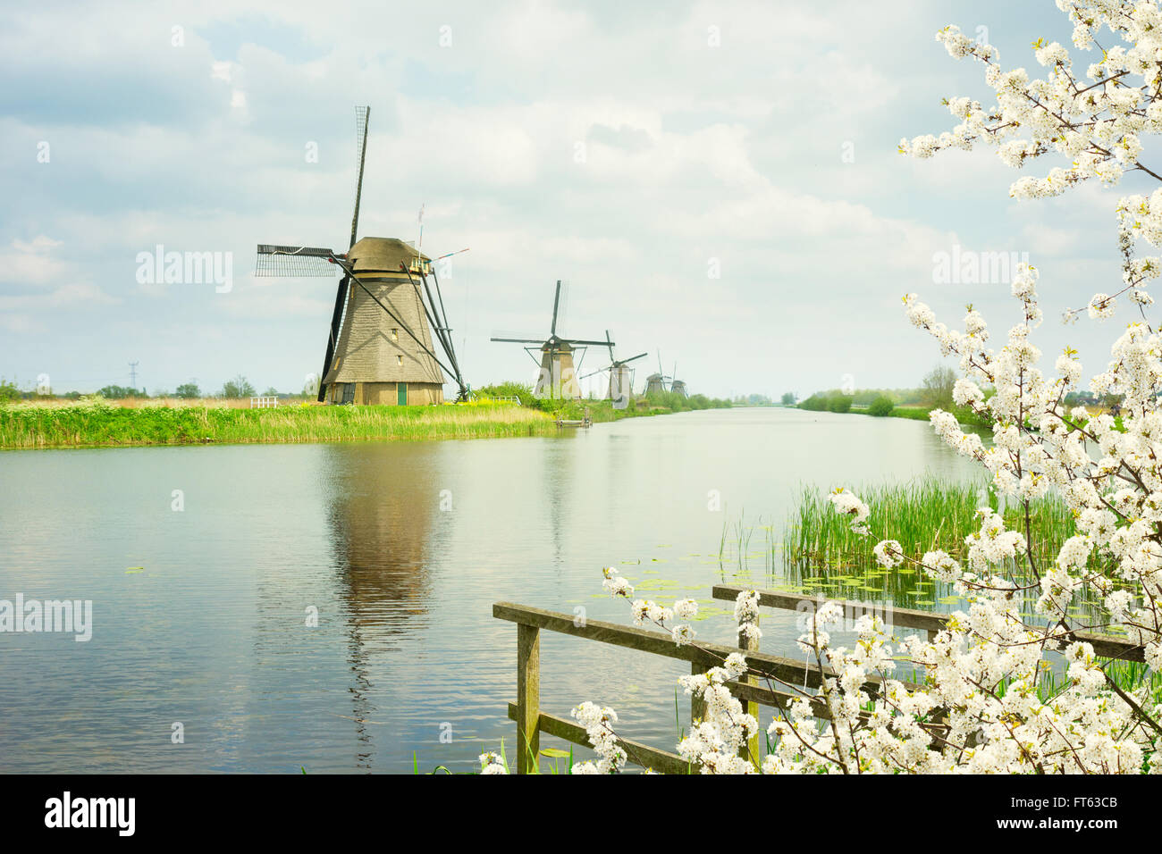 dutch windmills in spring day Stock Photo - Alamy