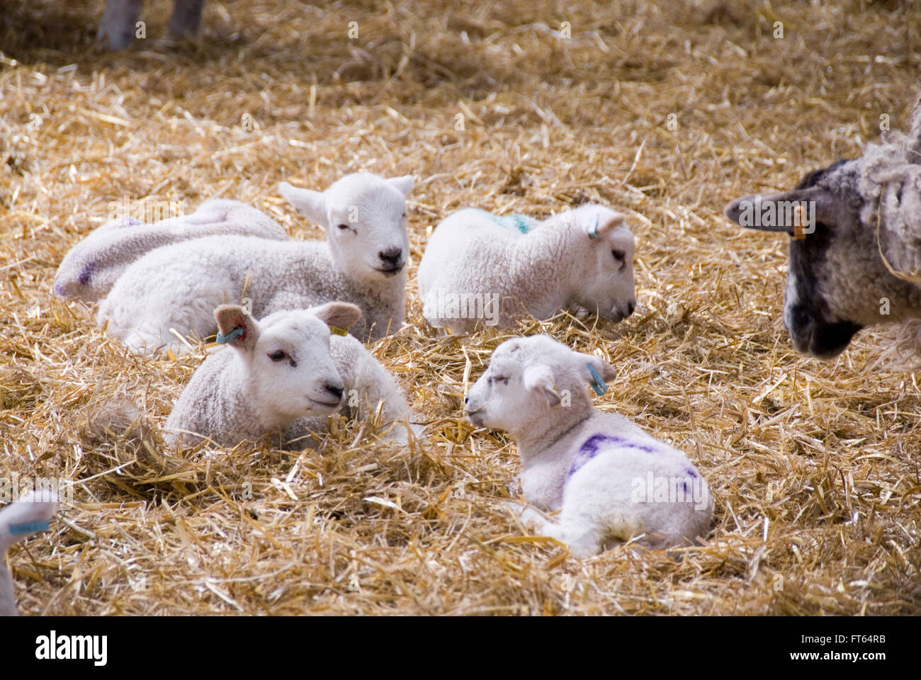 Lambing pens hi-res stock photography and images - Alamy