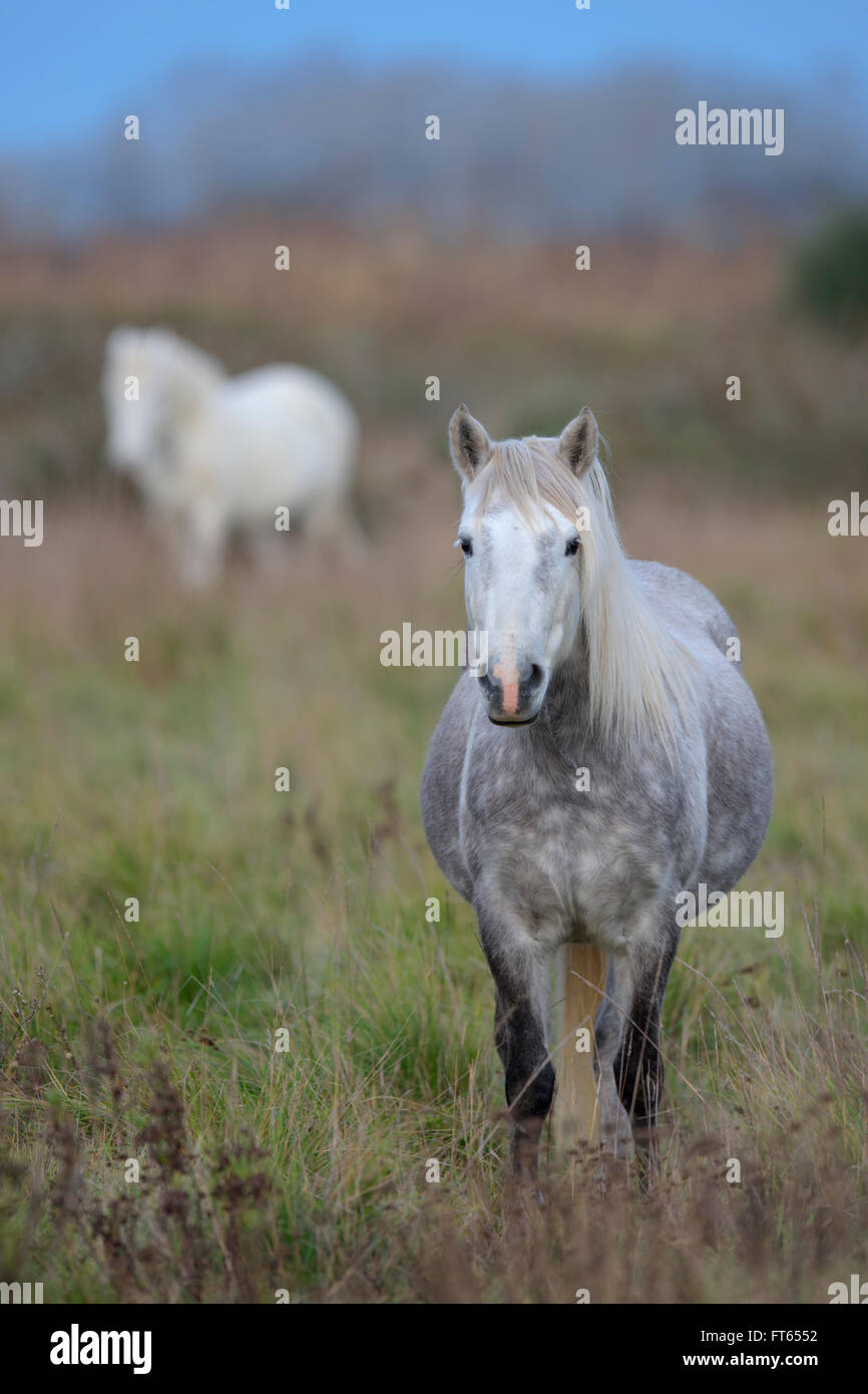 Camargue horse, Rhone Delta, Camargue, Southern France, France Stock ...