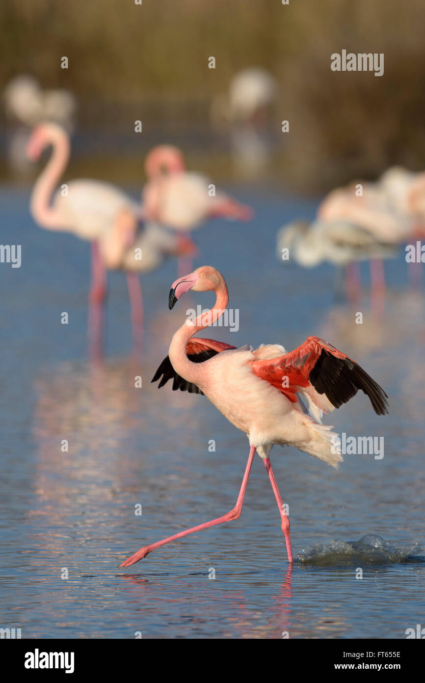 Flamingo hi-res stock photography and images - Alamy