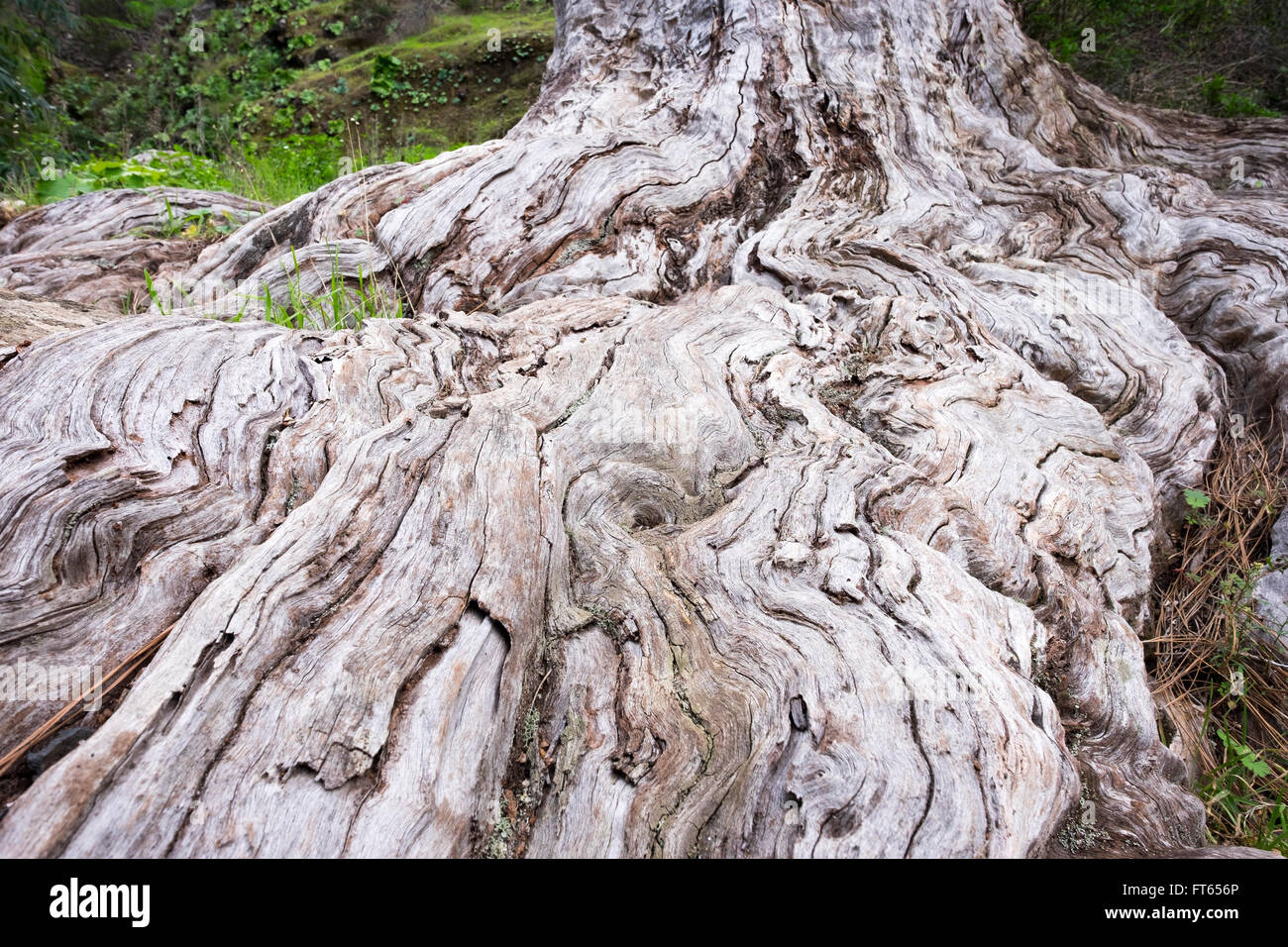 Old root of an eucalyptus tree (Eucalyptus), Barranco de la Laja, La ...