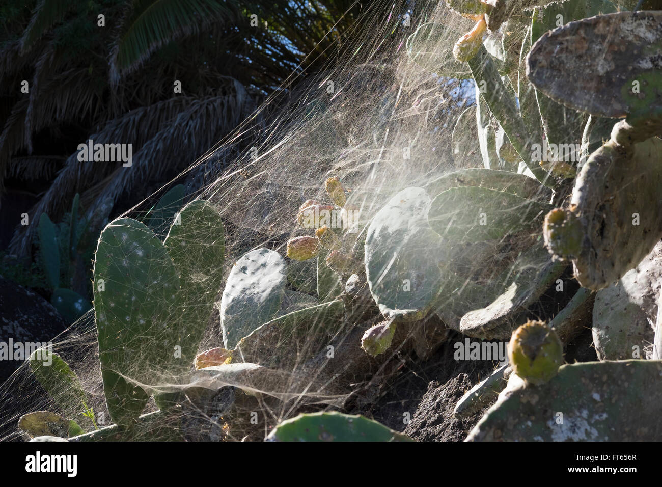 Cobweb of a Tropical Tent-Web Spider (Cyrtophora citricola) on a ...